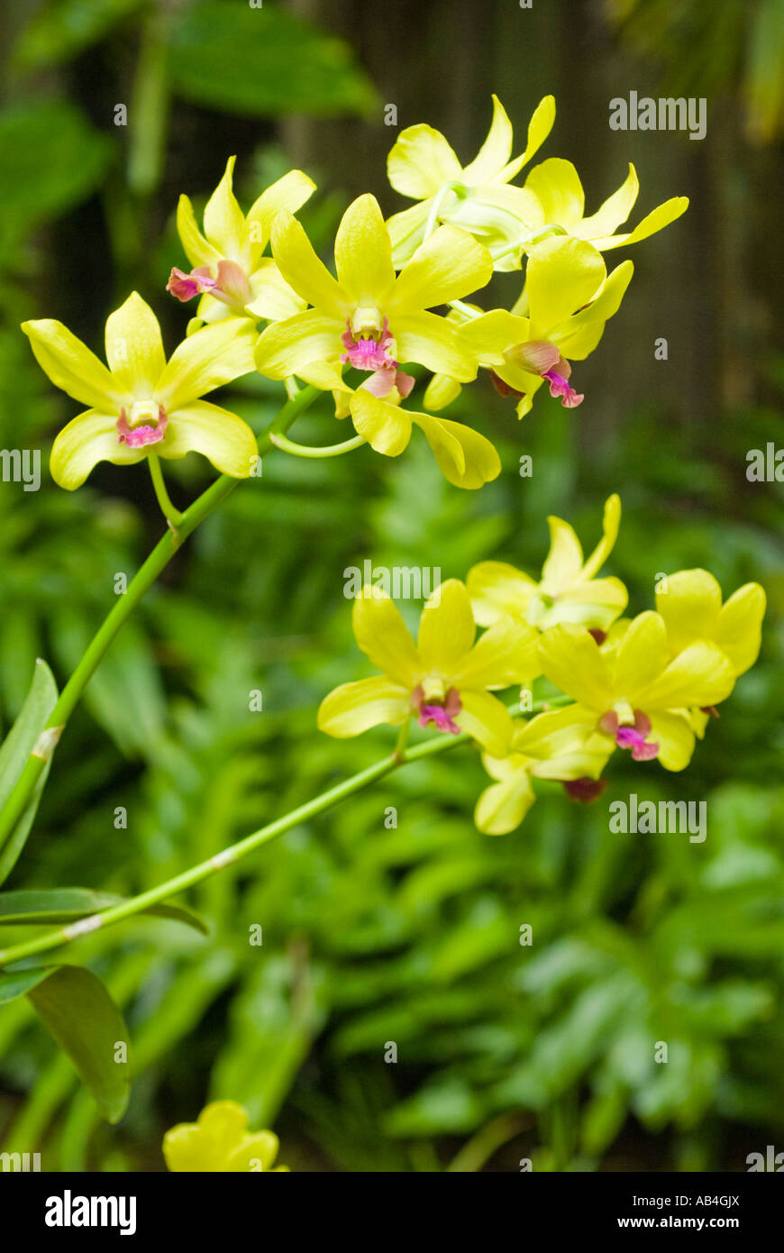Orchid flowers Oahu Hawaii Stock Photo - Alamy