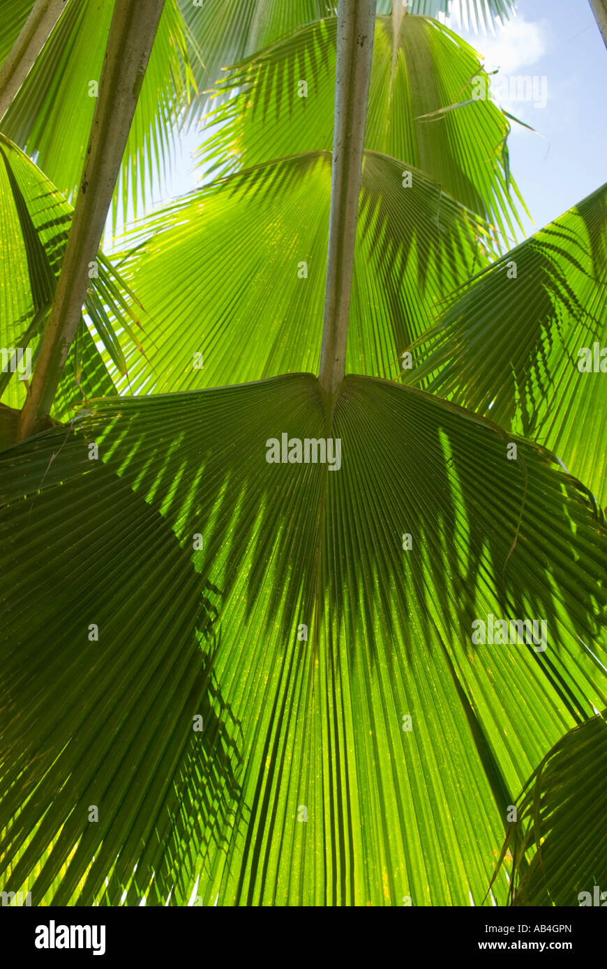 Fan Palm fronds Kailua Oahu Hawaii Stock Photo - Alamy