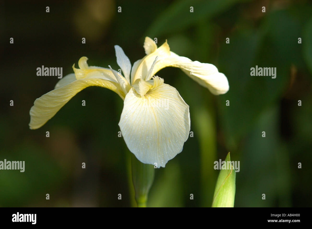 Close up of cream Iris flower iridaceae in summer England UK United ...