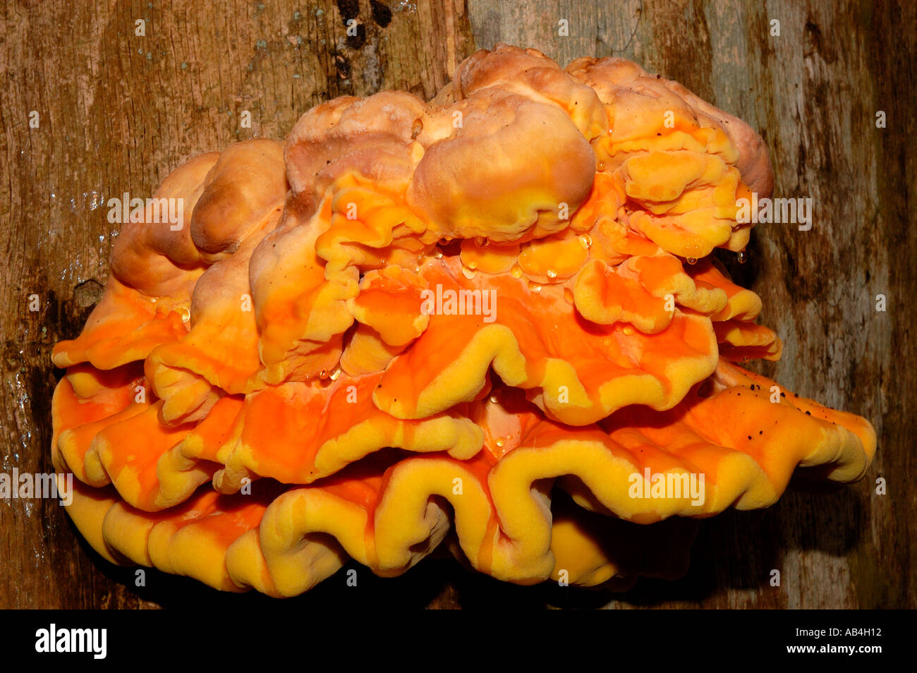 Close up of Chicken of the woods fungus fungi England UK United Kingdom ...