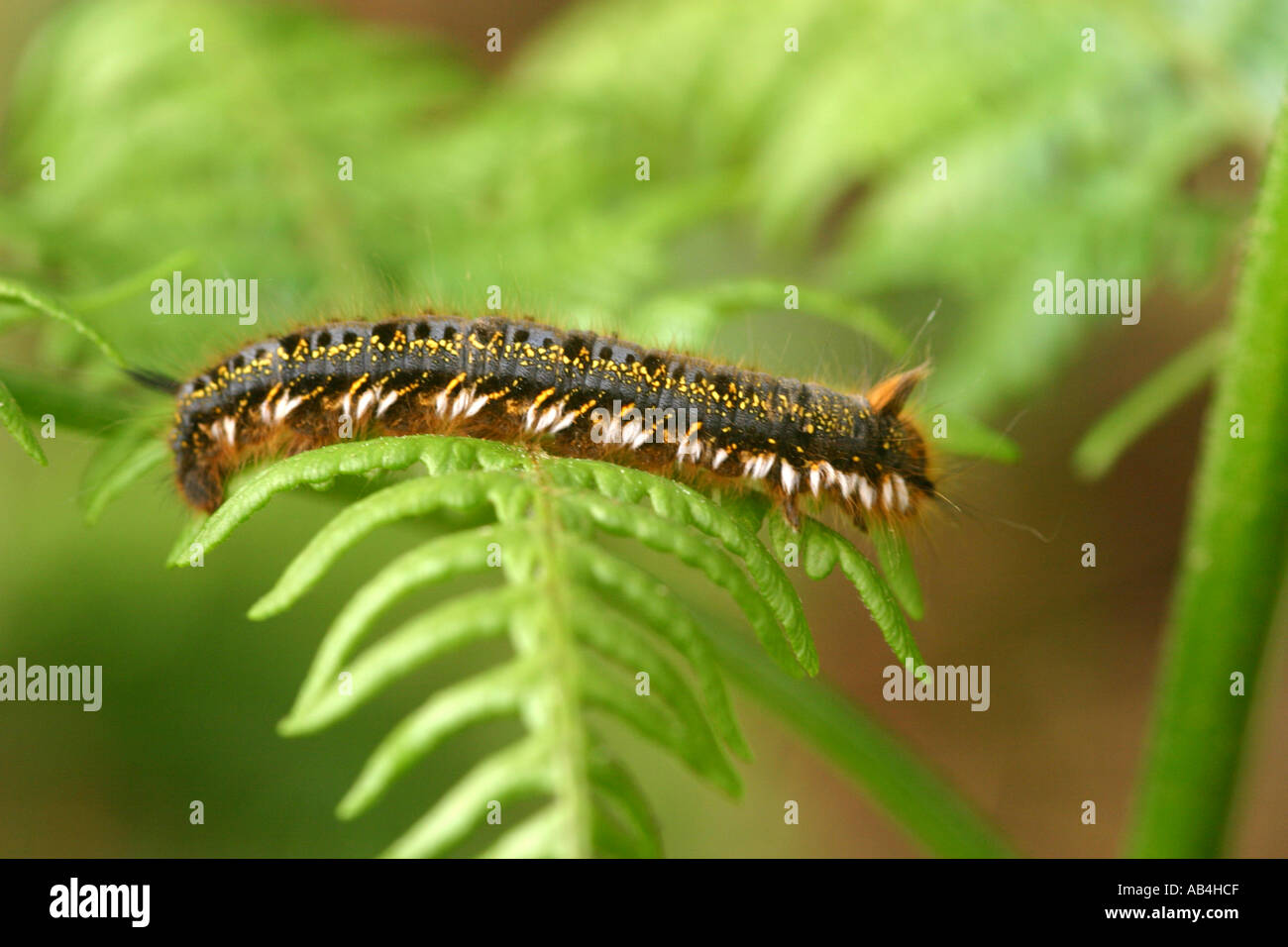 Drinker Moth Caterpillar philudoria potatoria Stock Photo - Alamy
