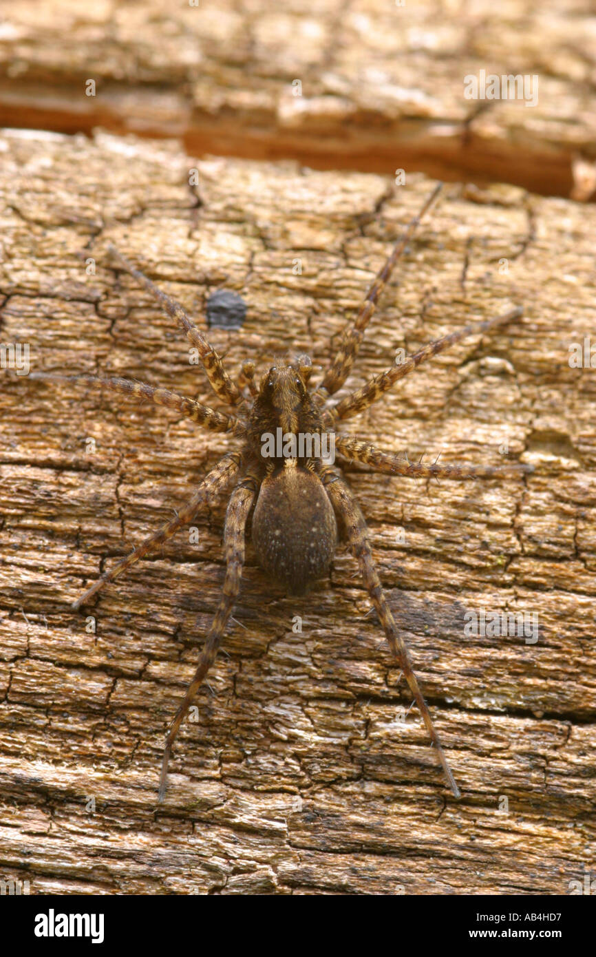 pisauridae spider hunting spider Stock Photo - Alamy