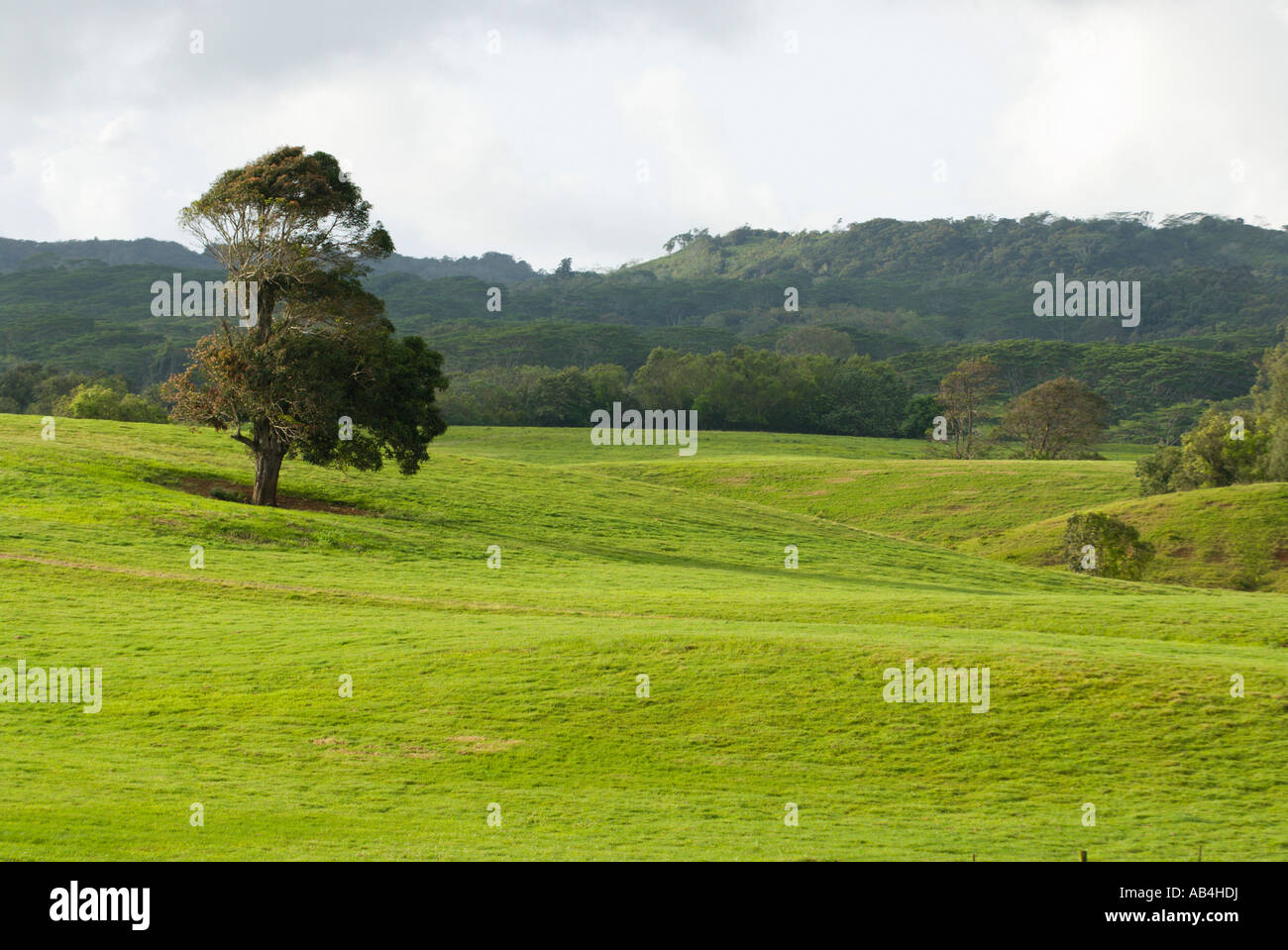 Green grass and pasture hi-res stock photography and images - Alamy