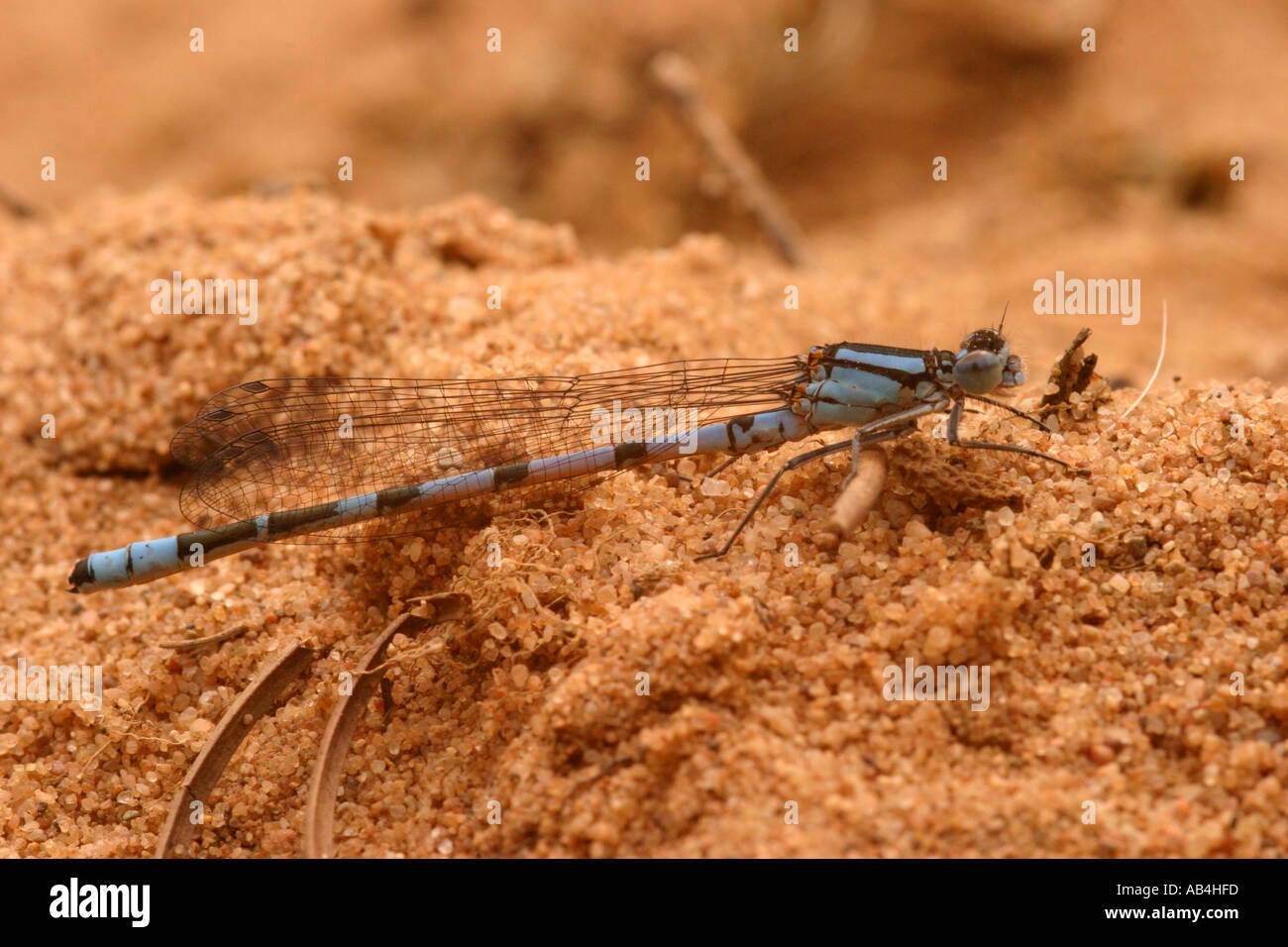 common blue damselfly enallagma cyathigerum Stock Photo - Alamy