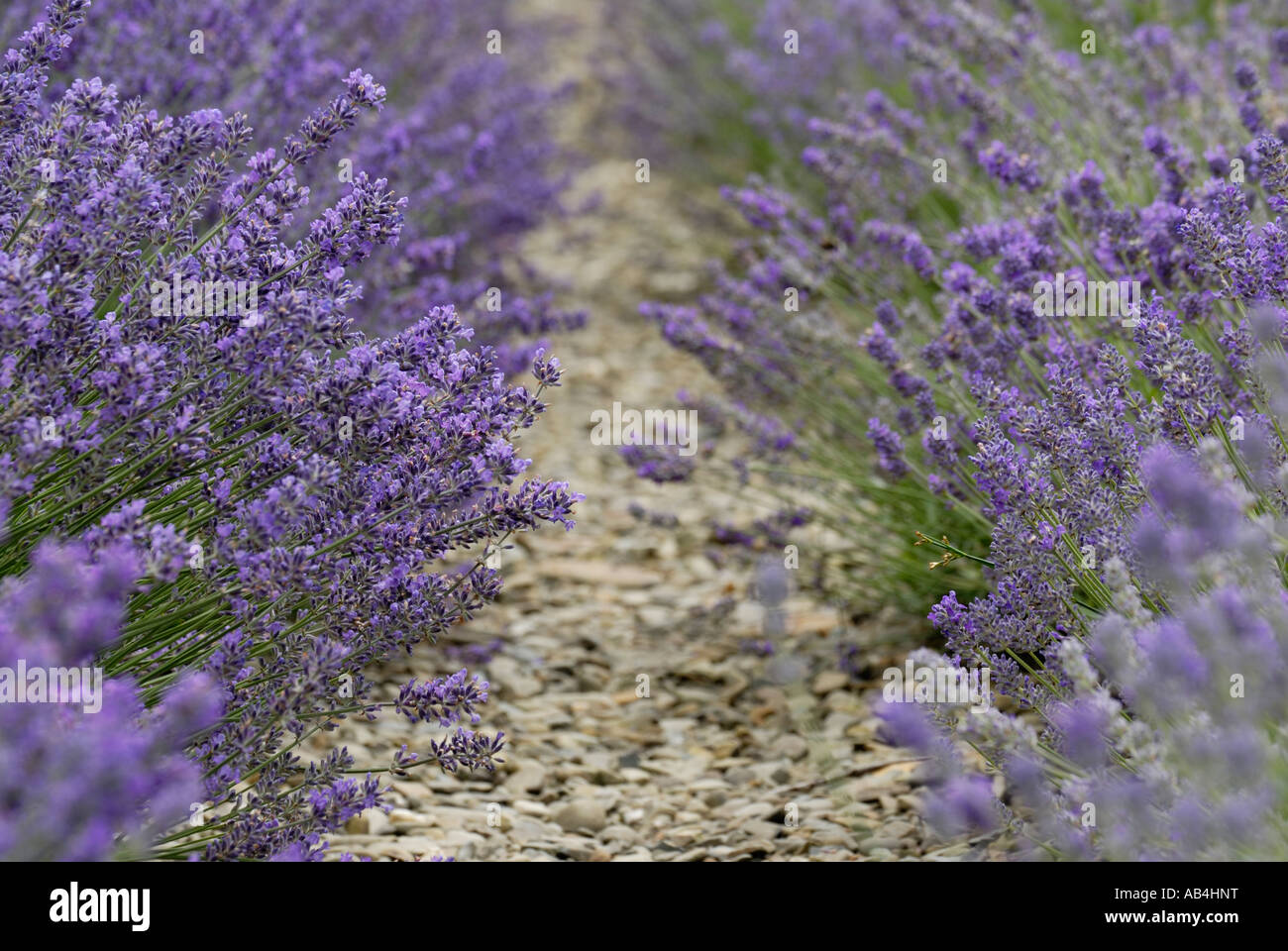 Path through English Lavender Lavandula augustifolia Stock Photo - Alamy