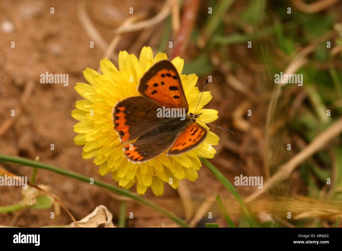 Butterfly flitting hi-res stock photography and images - Alamy