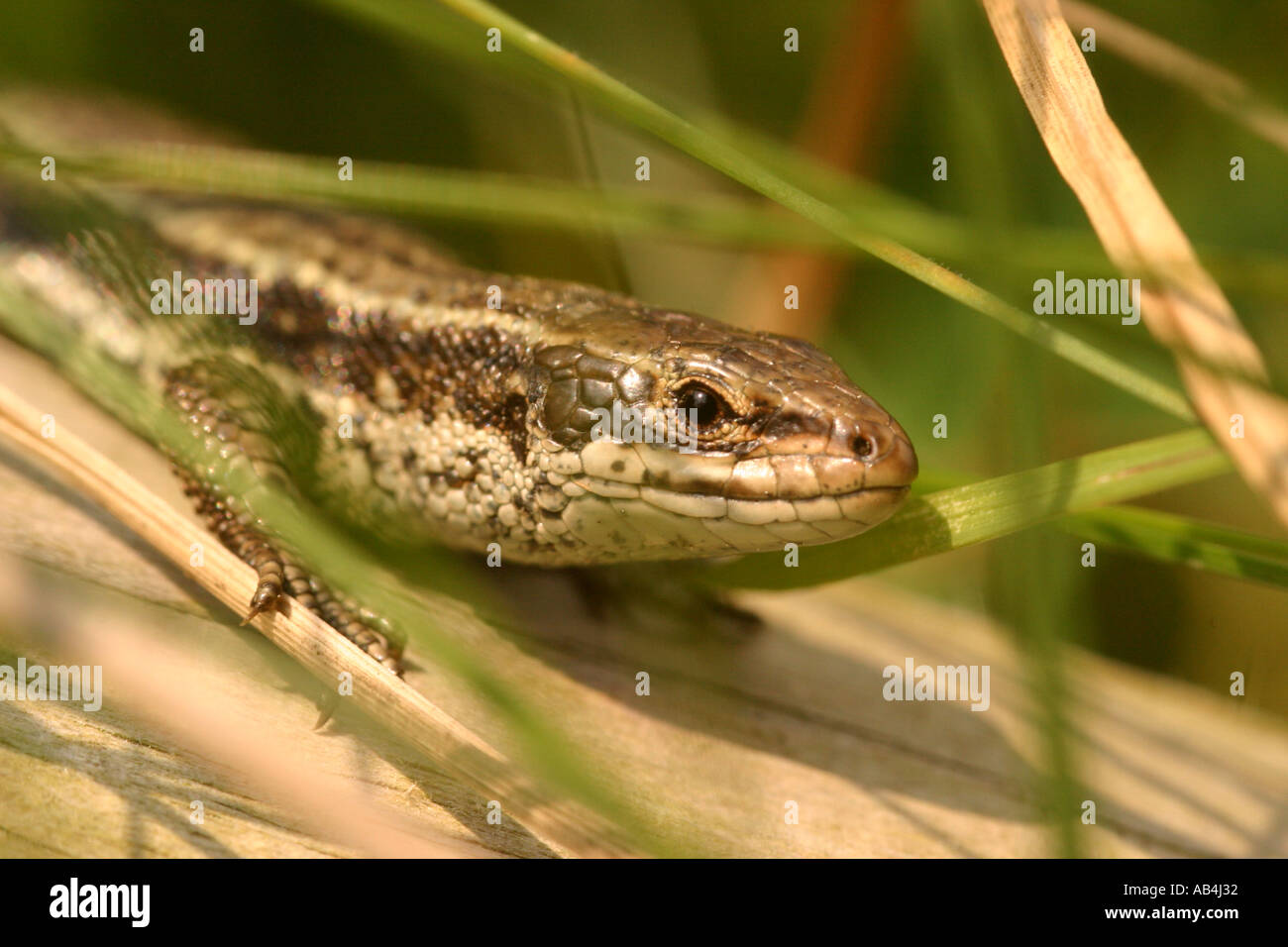 common lizard lacertidae lacerta vivipara Stock Photo - Alamy