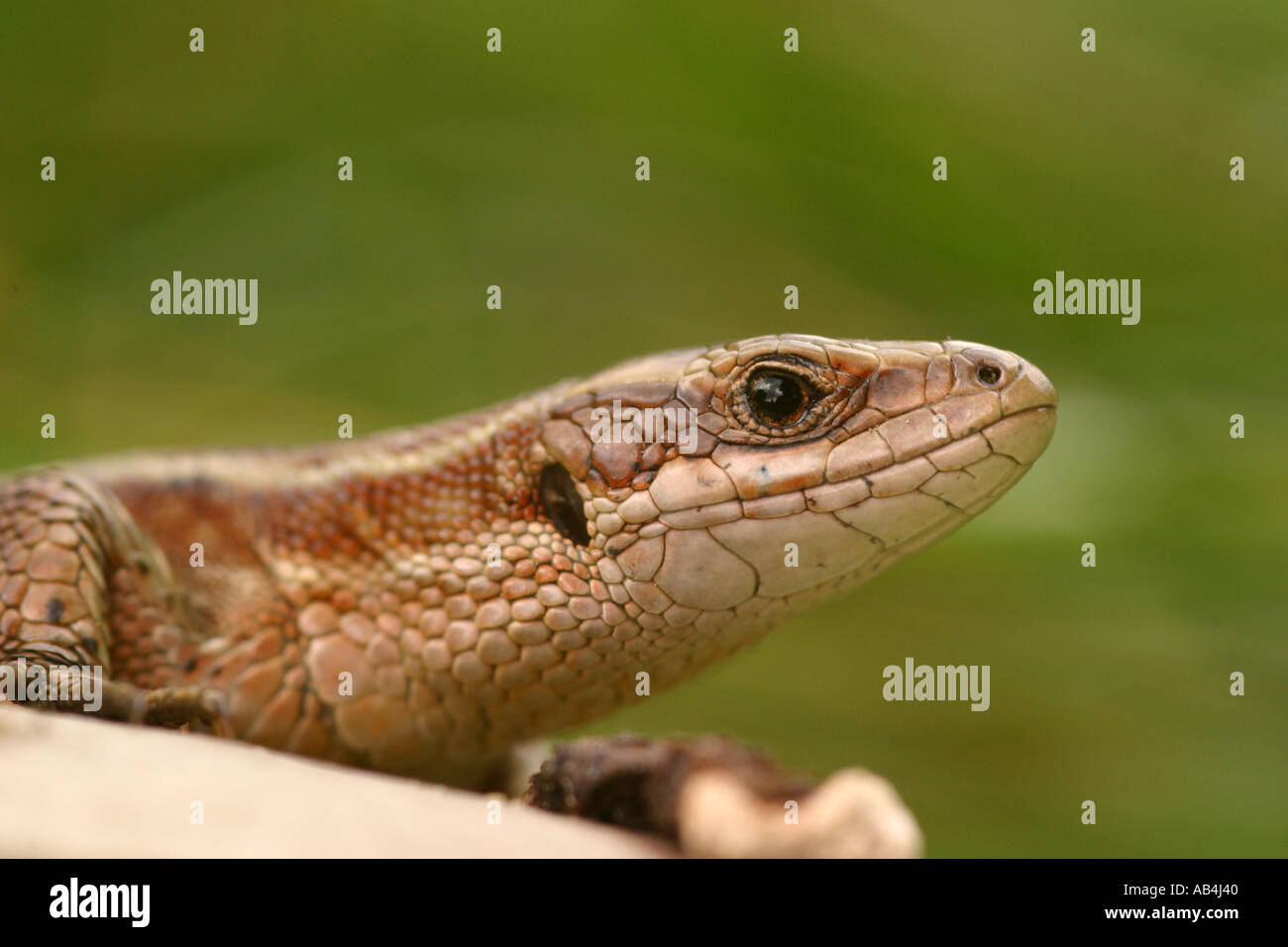 common lizard lacertidae lacerta vivipara Stock Photo - Alamy