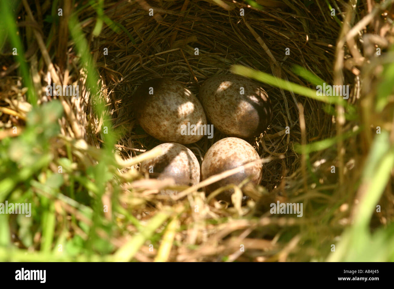 Skylark eggs hi-res stock photography and images - Alamy