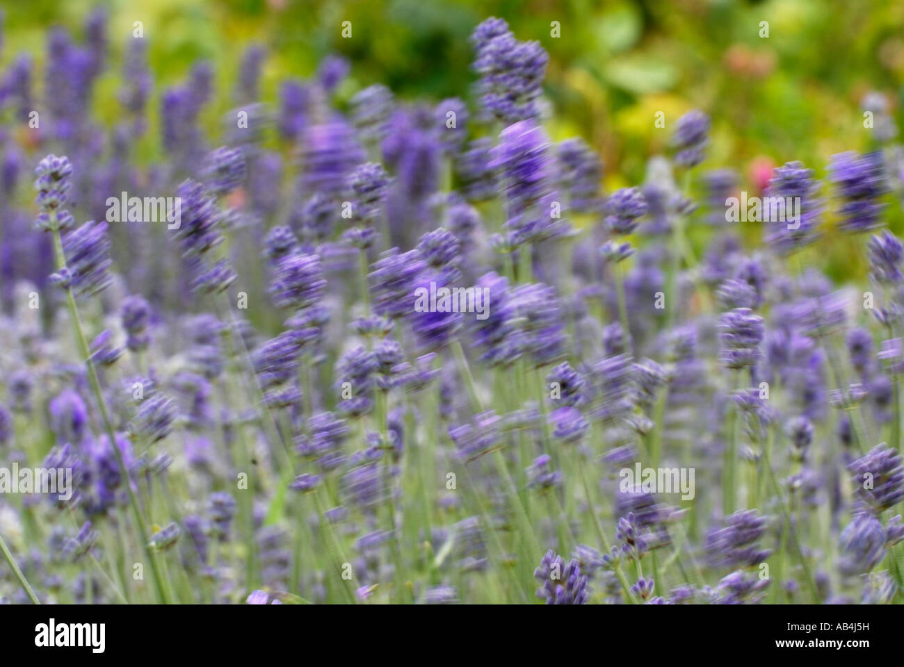 Lavender blowing in wind hi-res stock photography and images - Alamy