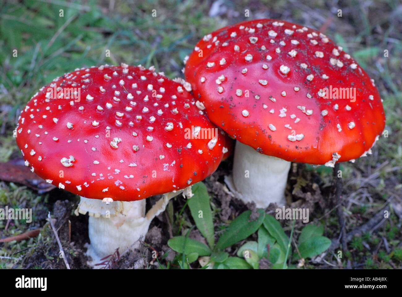 red poisonous mushroom Stock Photo - Alamy