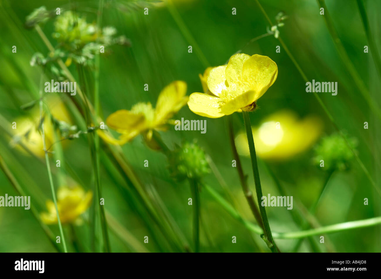 Tall butter cup hi-res stock photography and images - Alamy