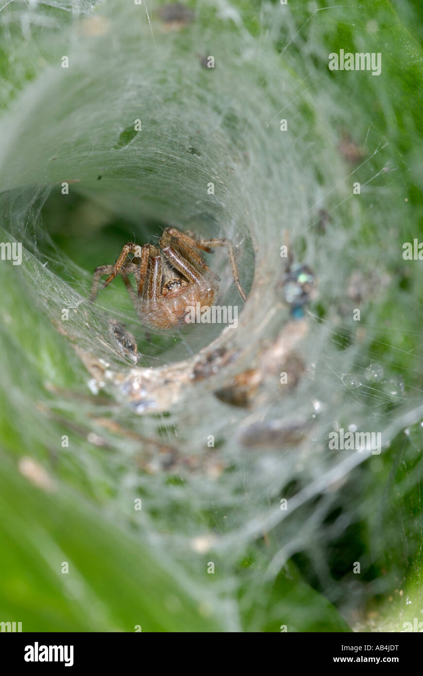 Spider in a funnel shaped web, Wales, UK Stock Photo - Alamy