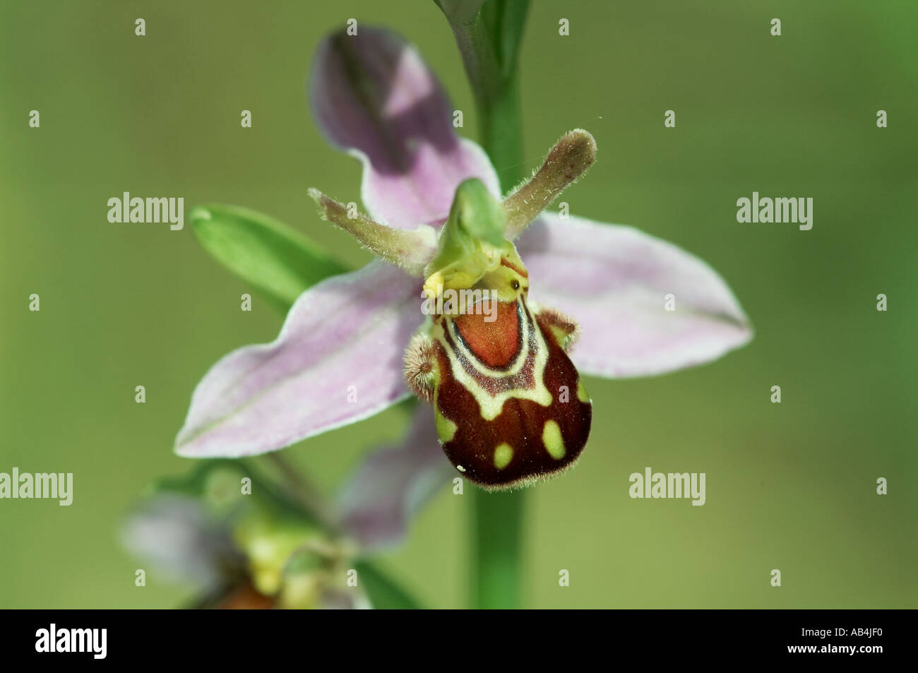Bee Orchid OPHRYS APIFERA Stock Photo - Alamy