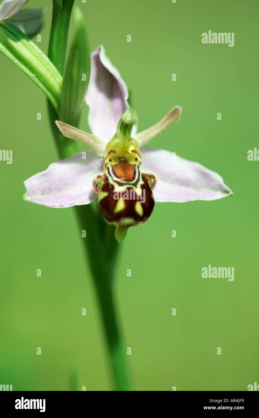 Bee Orchid OPHRYS APIFERA Stock Photo - Alamy