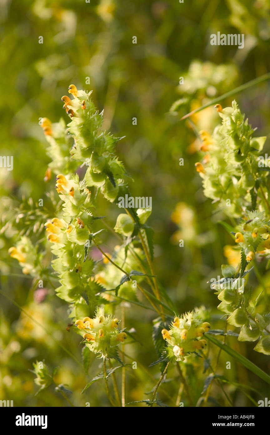 Yellow Rattle a typical wild flower of hay meadows Picos de europa ...