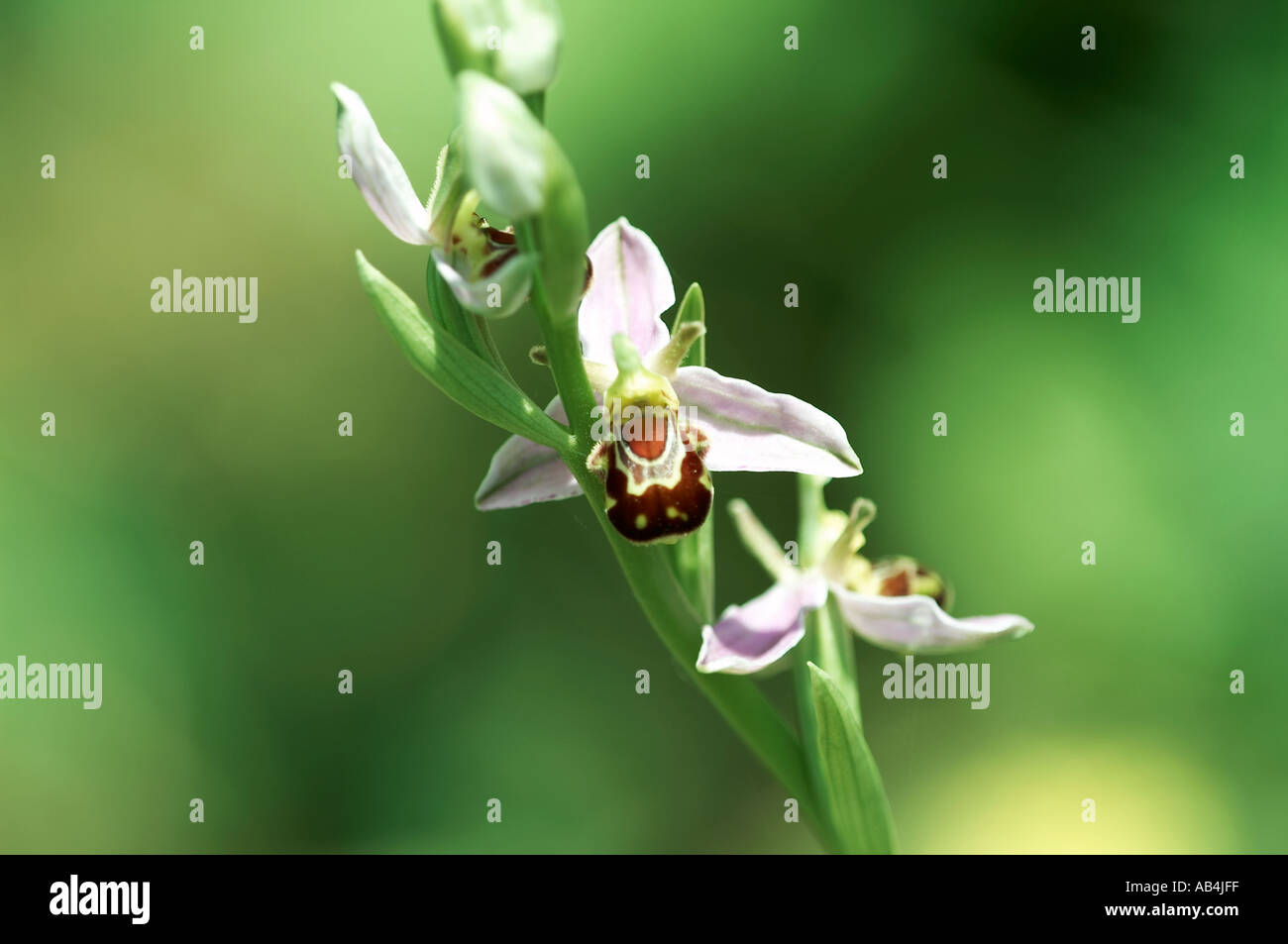 Bee Orchid OPHRYS APIFERA Stock Photo - Alamy