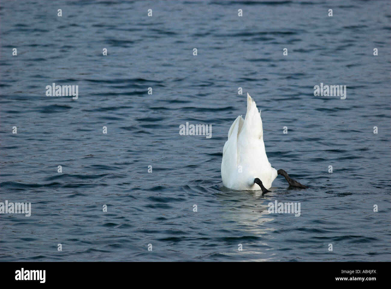 Swan diving for food Stock Photo - Alamy