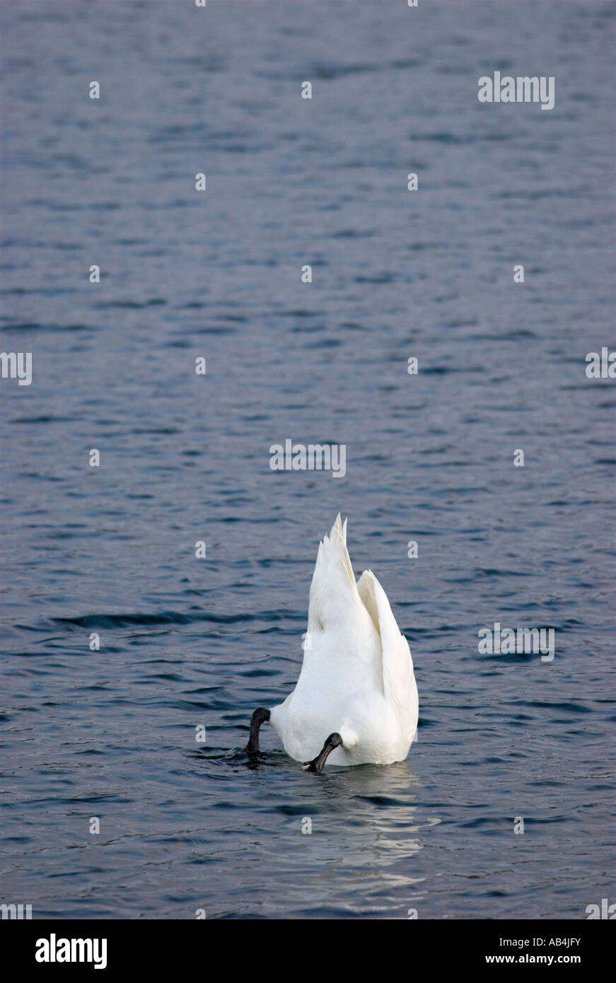 Swan diving for food Stock Photo - Alamy