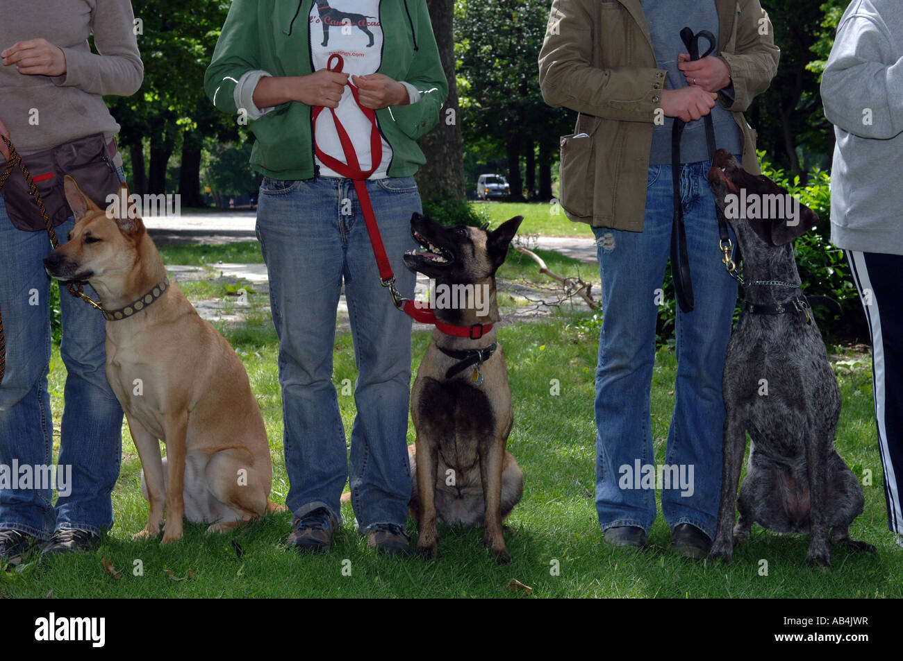 Pet owners with their dogs in Prospect Park Brooklyn in NYC Stock Photo ...