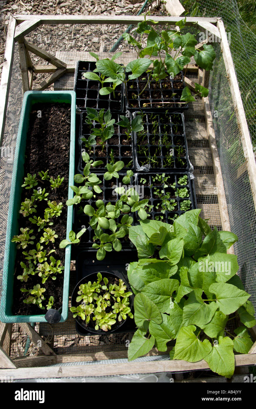 Vegetable seedlings in a mouseproof cage Stock Photo - Alamy
