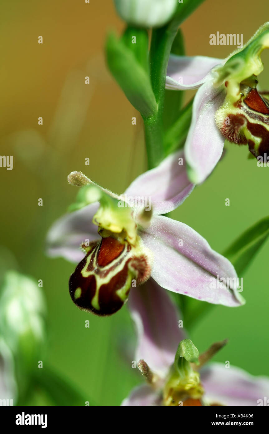 Bee Orchid OPHRYS APIFERA Stock Photo - Alamy