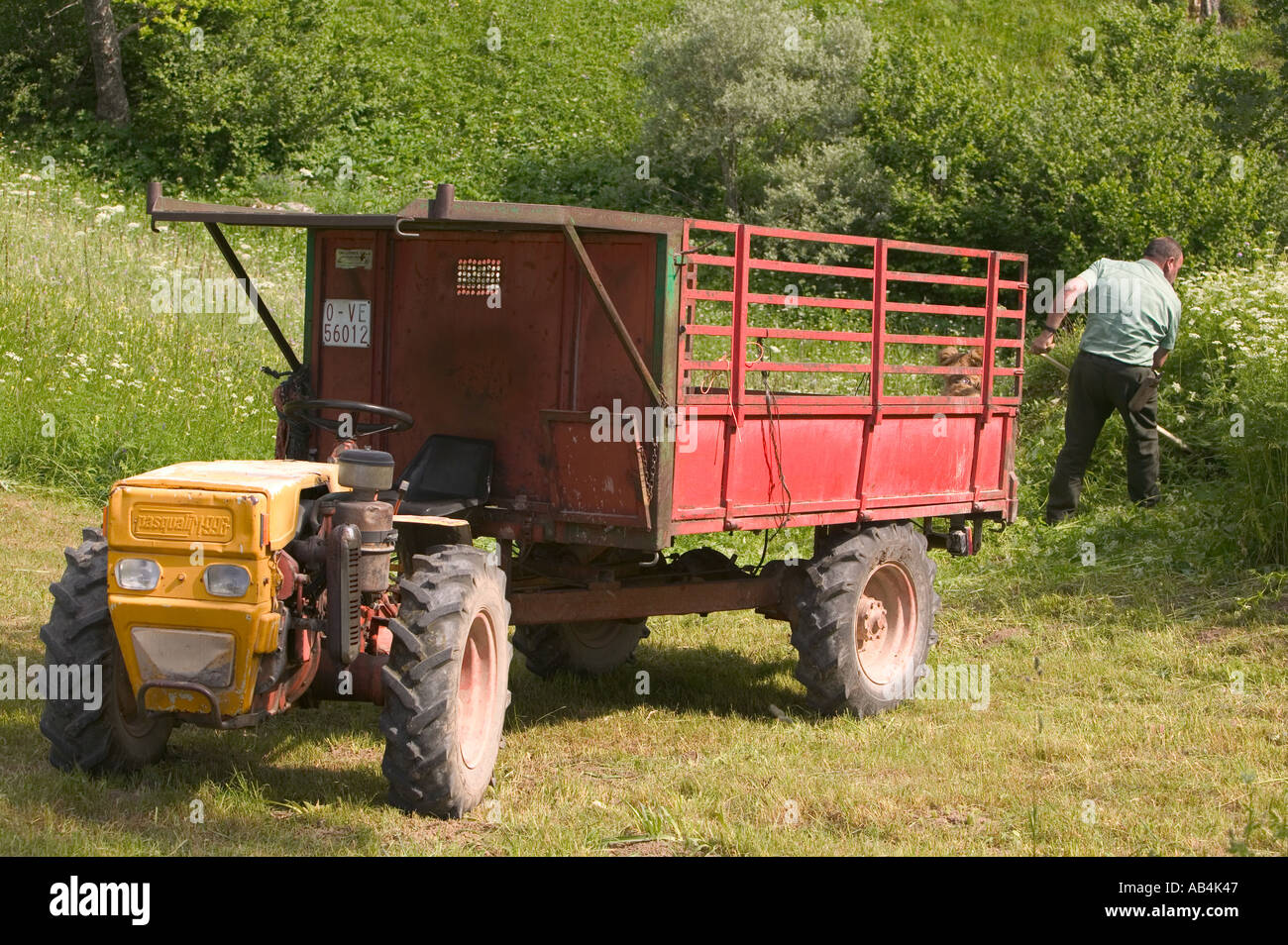 farmer scything hay by hand the traditional way above Sotres in the ...