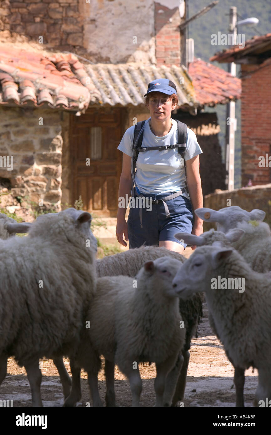walker and a flock of sheep in a tiny mountain village above Potes in ...