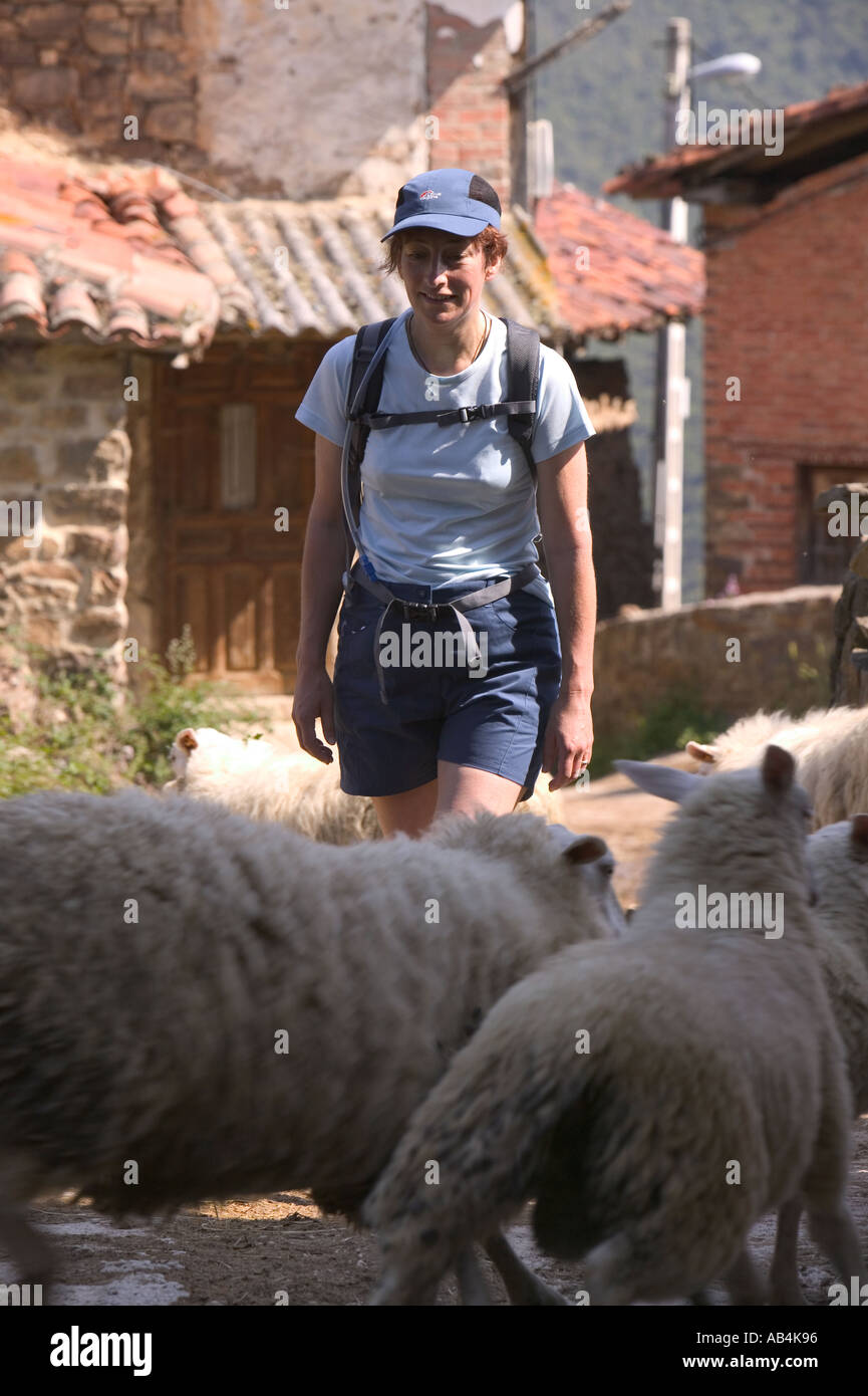 walker and a flock of sheep in a tiny mountain village above Potes in ...