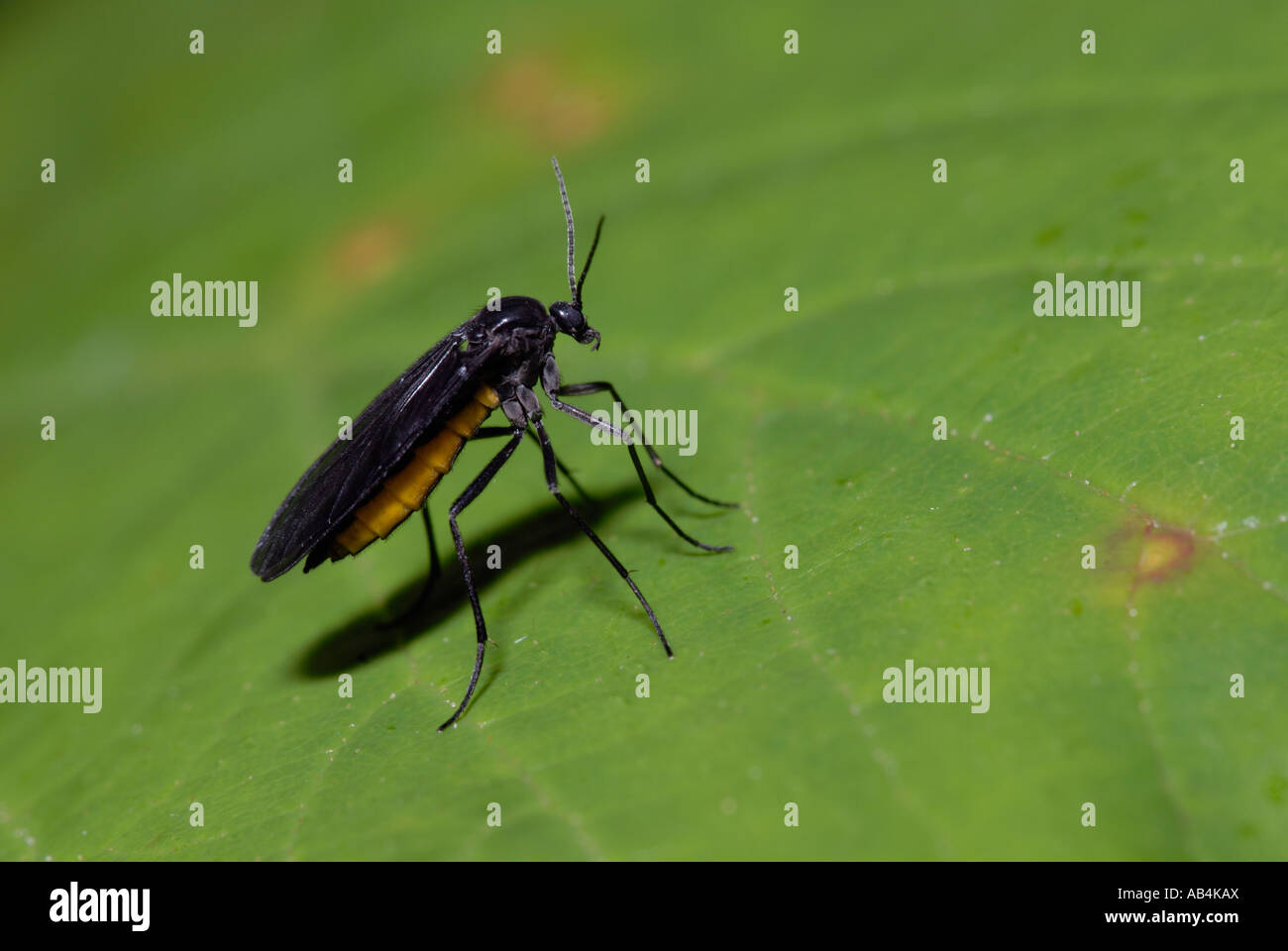 Midge, Sciara sp., Wales, UK Stock Photo - Alamy