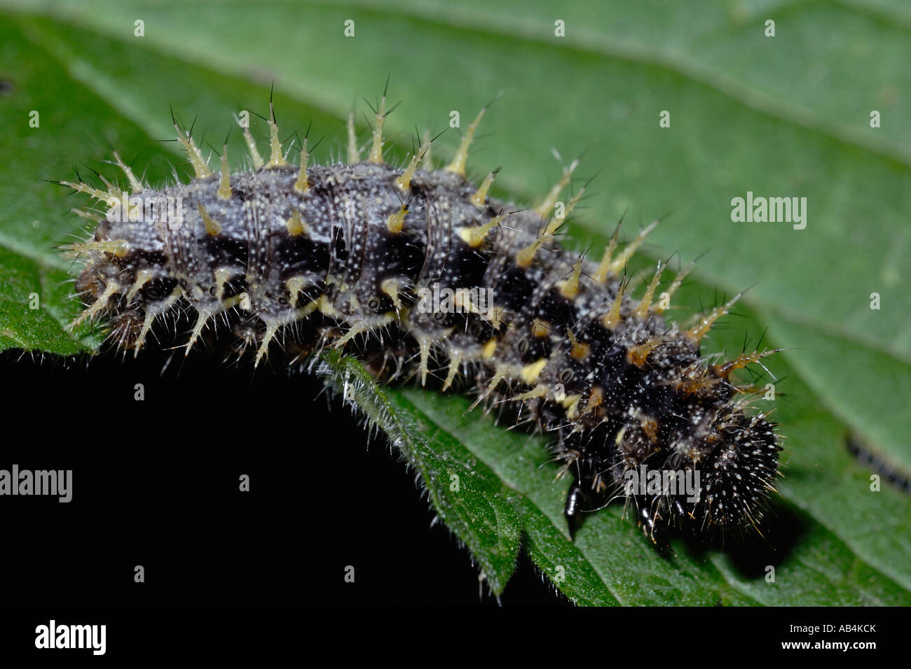 Painted lady caterpillar uk hi-res stock photography and images - Alamy