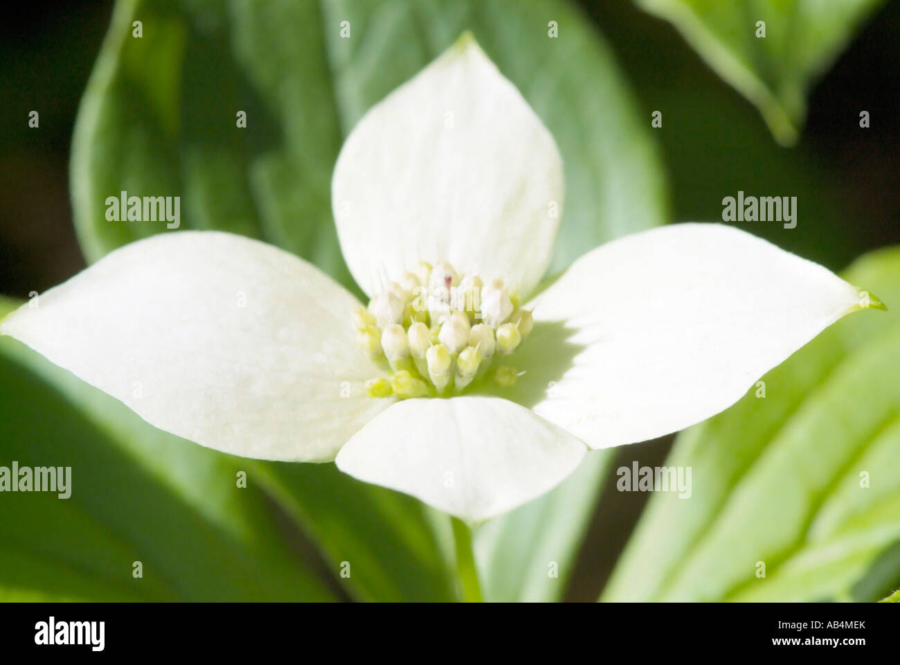 Bunchberry- Dogwood Cornus canadensis- during the spring Stock Photo ...