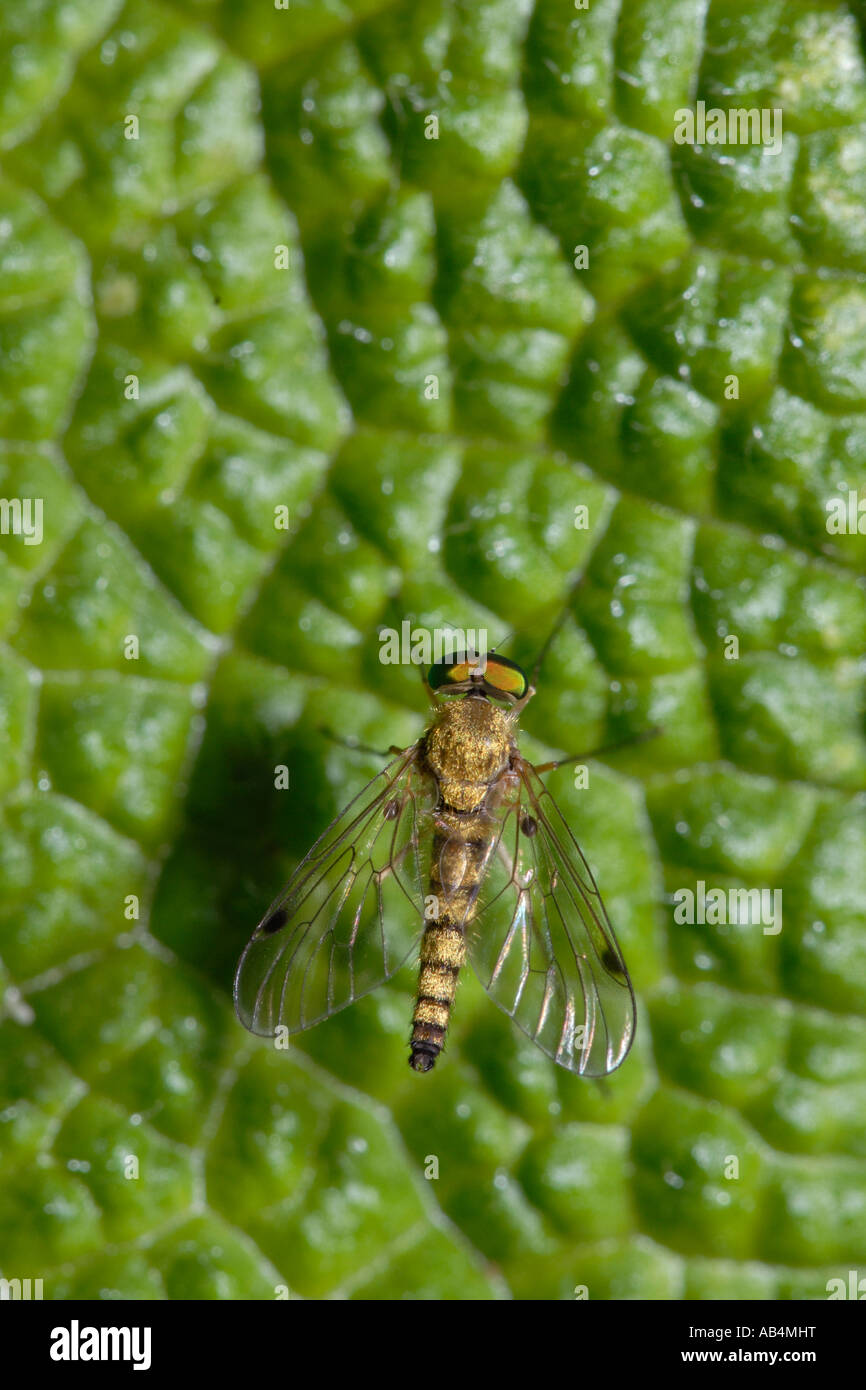 Snipe uk hi-res stock photography and images - Alamy