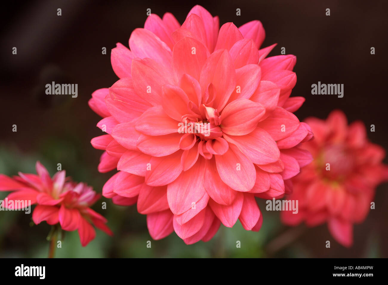 Dahlia - Dalina Maxi Stock Photo - Alamy