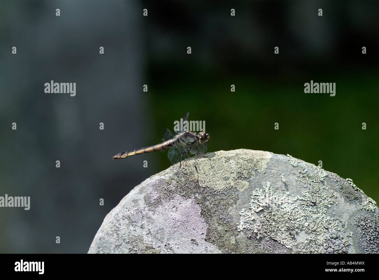 Ye olde cemetery hi-res stock photography and images - Alamy