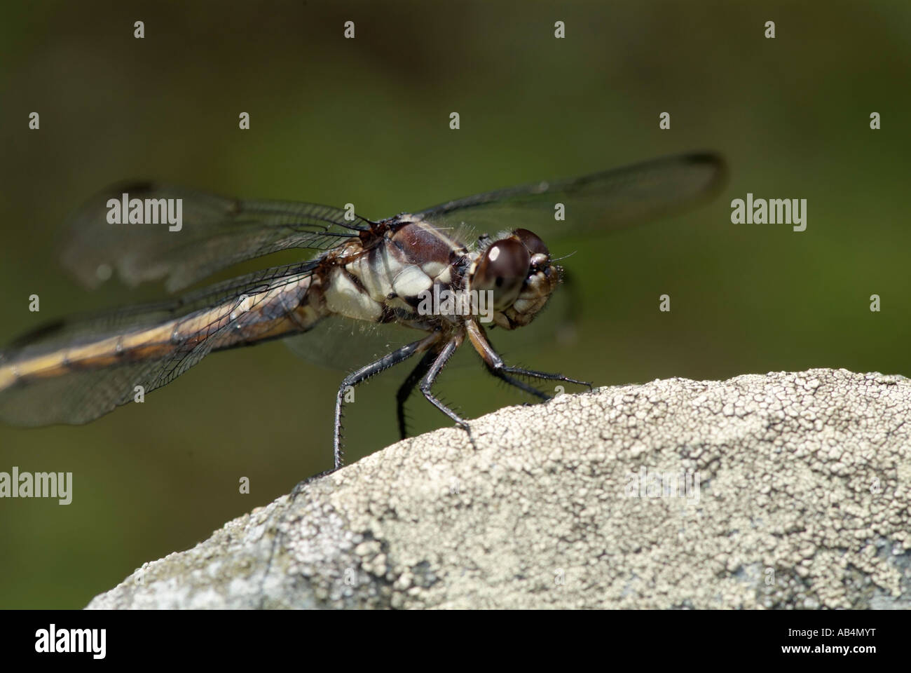 Dragonfly on a headstone at Ye Olde Cemetery in Danville New Hampshire ...
