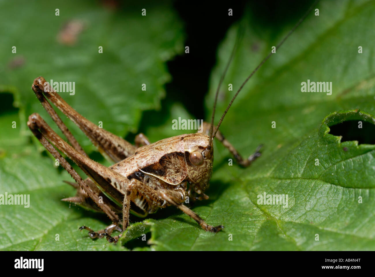 Wart Biter Decticus verrucivorus Bush Cricket, Wales, UK Stock Photo ...