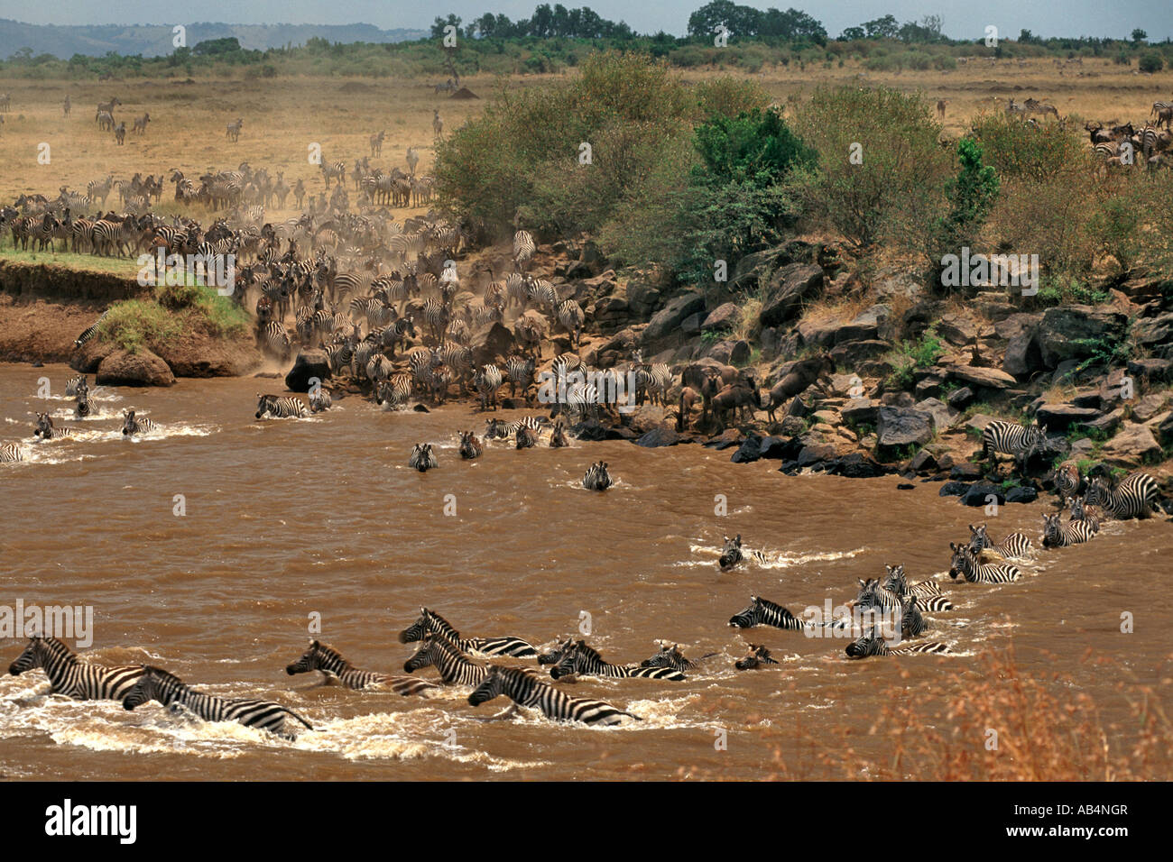 Zebras and wildebeest crossing the crocodile-infested Mara river during ...