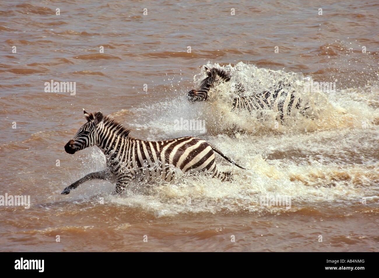 Plains zebra annual migration hi-res stock photography and images - Alamy