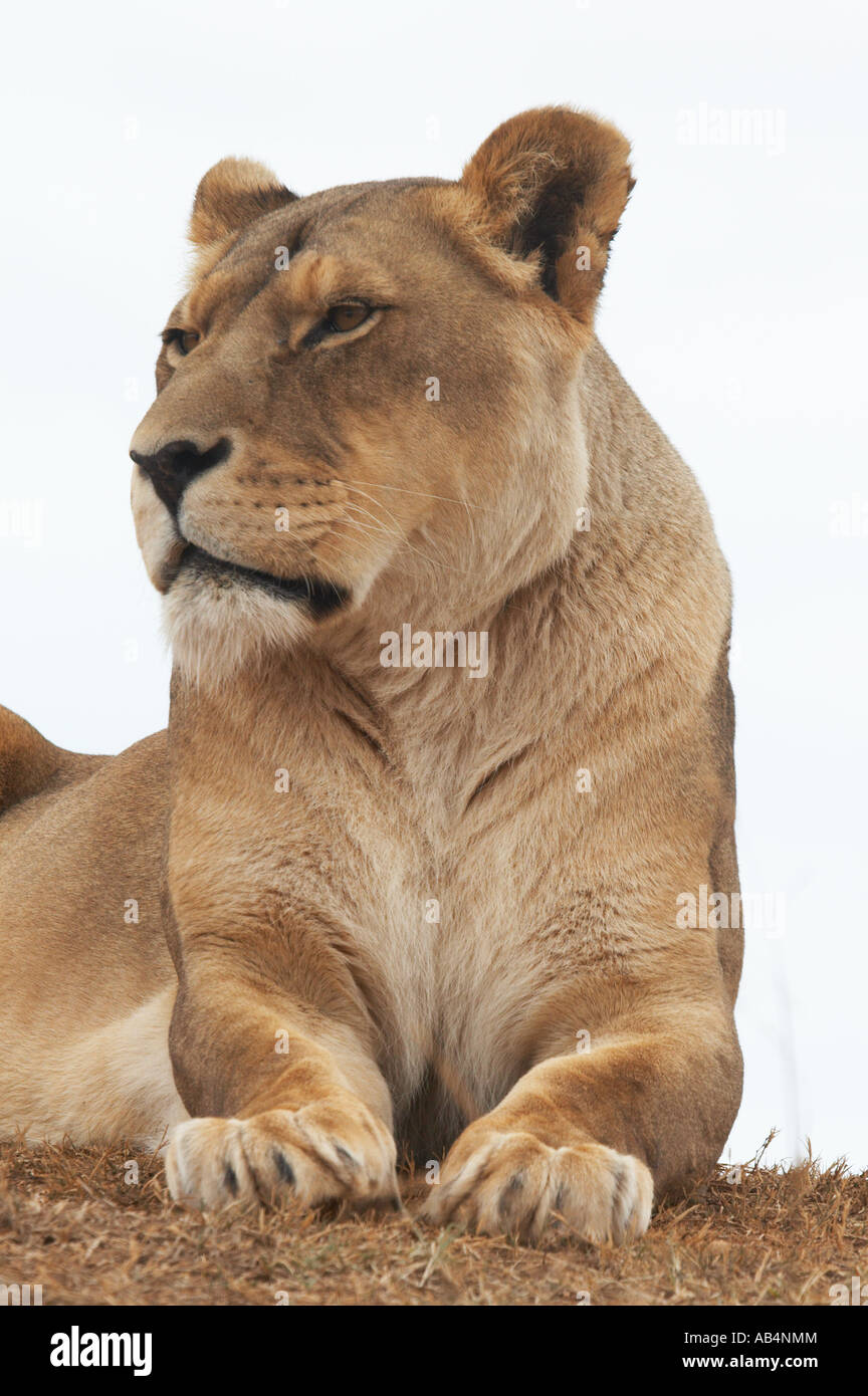 Portrait of a big female lion Panthera leo looking out left vertical ...