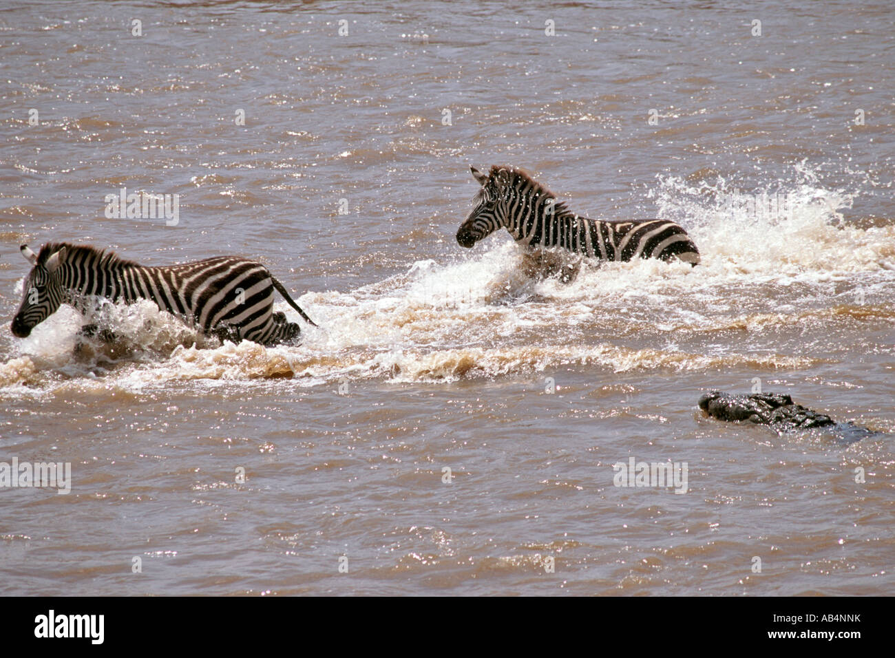 Mara river crossing zebra crocodile hi-res stock photography and images ...