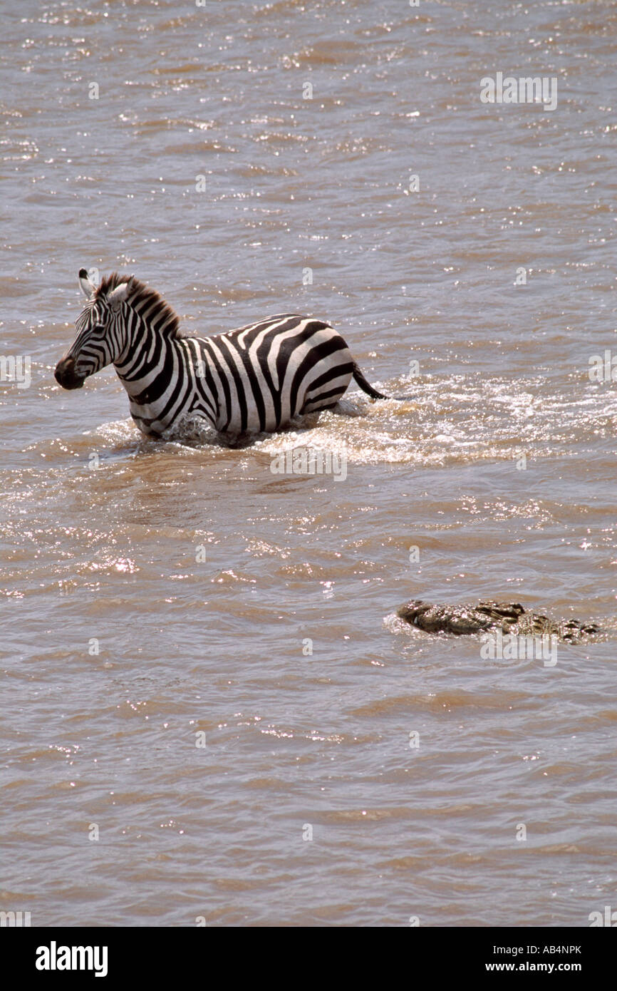 A plains zebra crossing the crocodile-infested Mara river during the ...
