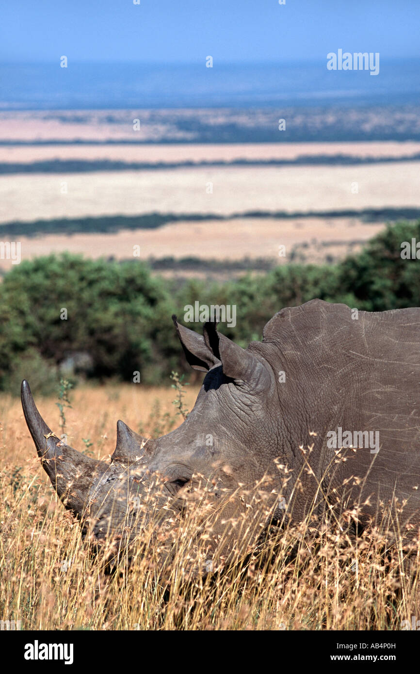 White rhinoceros on plains hi-res stock photography and images - Alamy