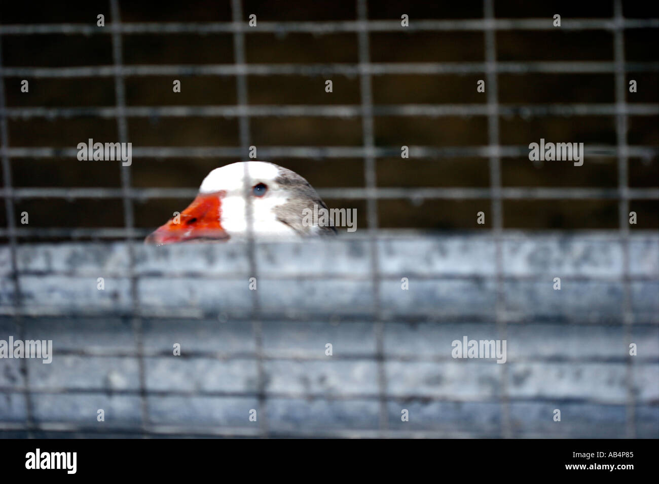 Caged duck hi-res stock photography and images - Alamy
