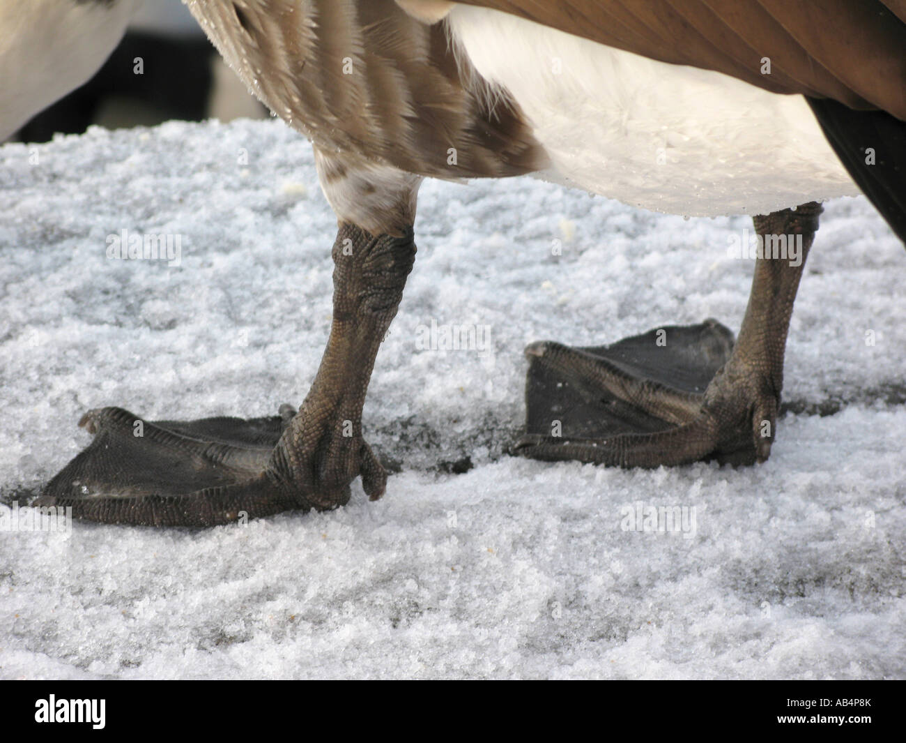 Feet duck hi-res stock photography and images - Alamy