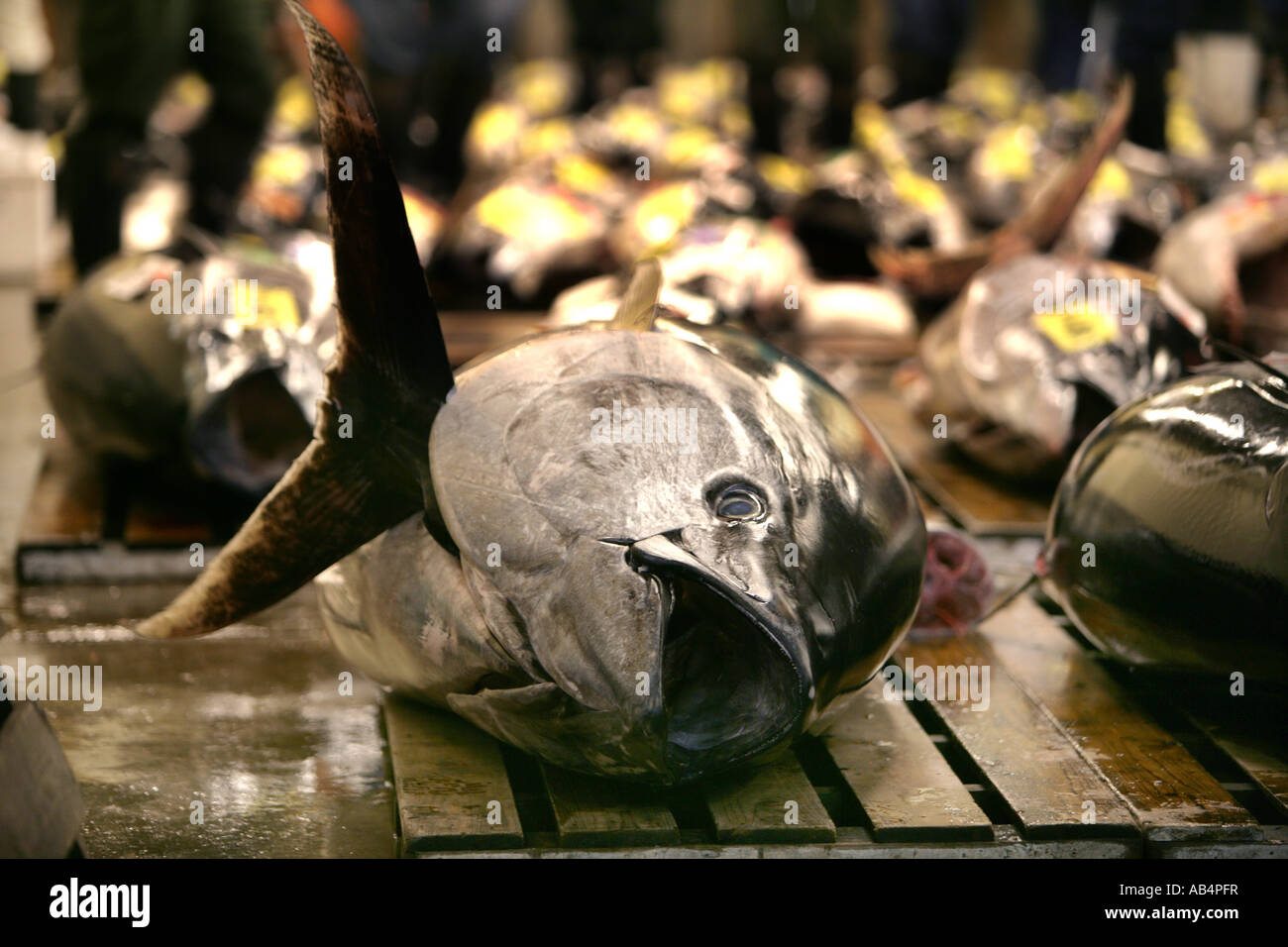 JPN Japan Tokyo Fish and food wholesale market of Tsukiji Biggest ...