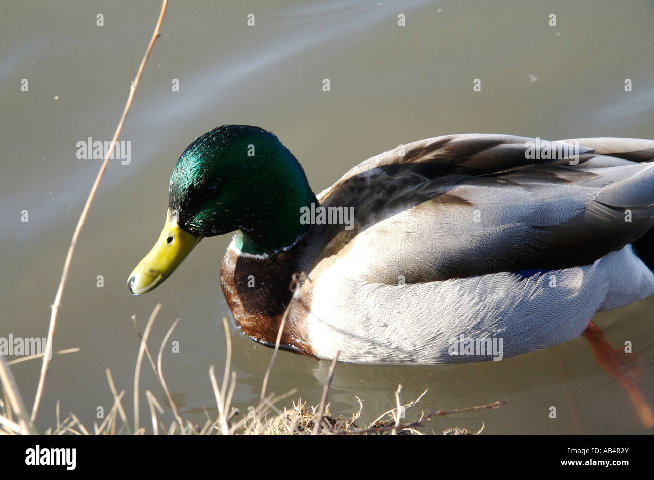 Duck/Mallard (Anas platyrhynchos, family Anatidae Stock Photo - Alamy