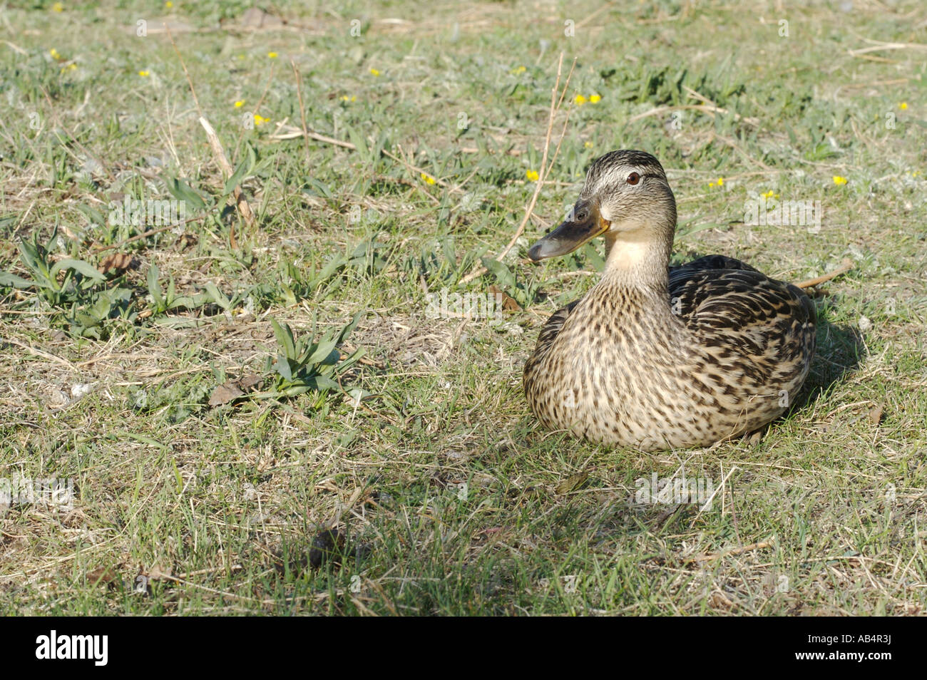 Duck/Mallard (Anas platyrhynchos, family Anatidae Stock Photo - Alamy