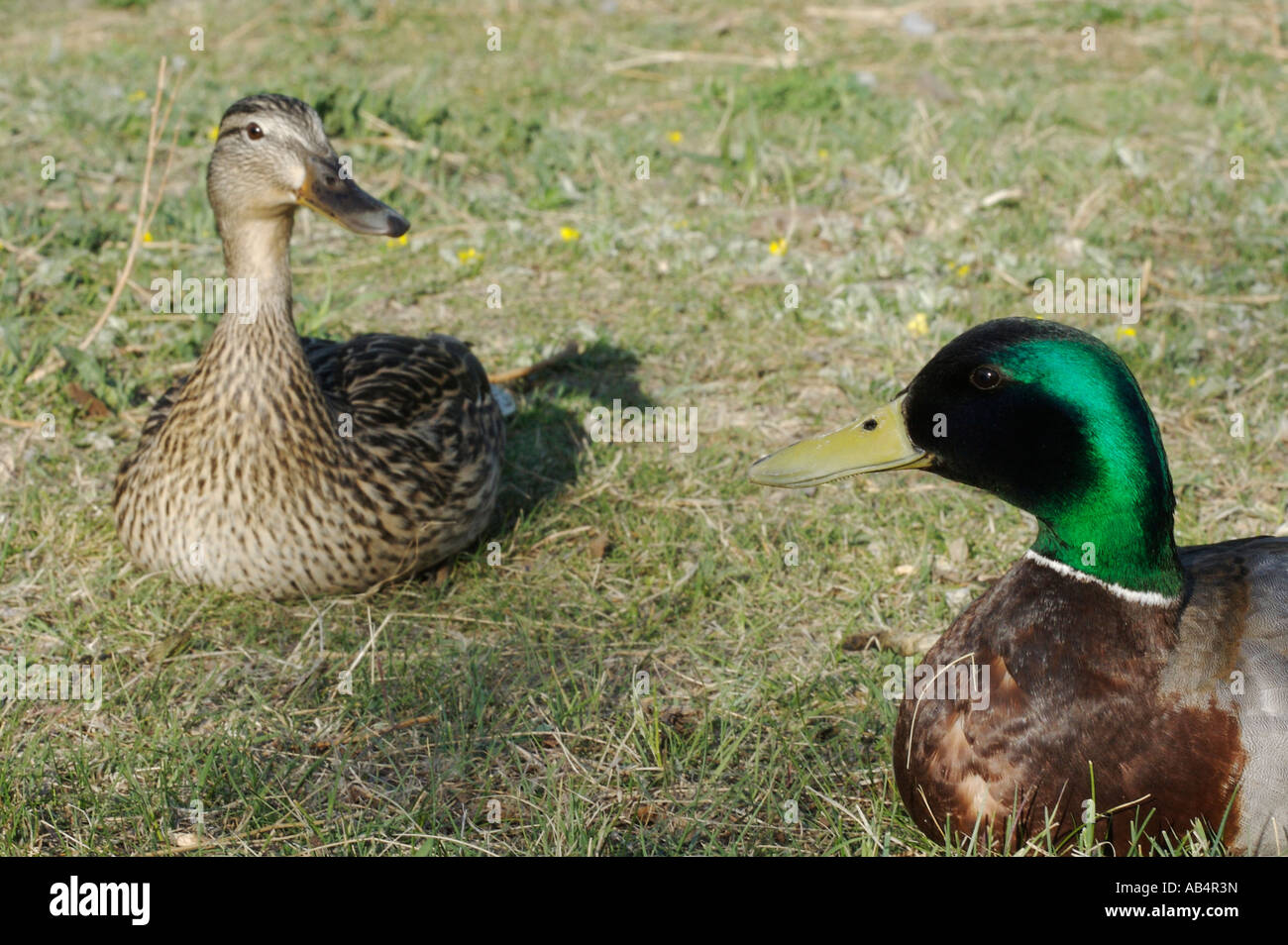 Duck/Mallard (Anas platyrhynchos, family Anatidae Stock Photo - Alamy