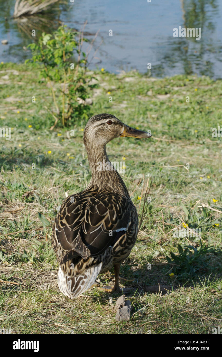 Duck/Mallard (Anas platyrhynchos, family Anatidae Stock Photo - Alamy